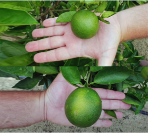 Citrus Greening Prevention | The Tree Defender – Citrus greening ...