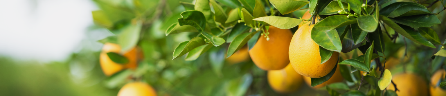 Installation Instructions – Citrus Greening Prevention | The Tree Defender